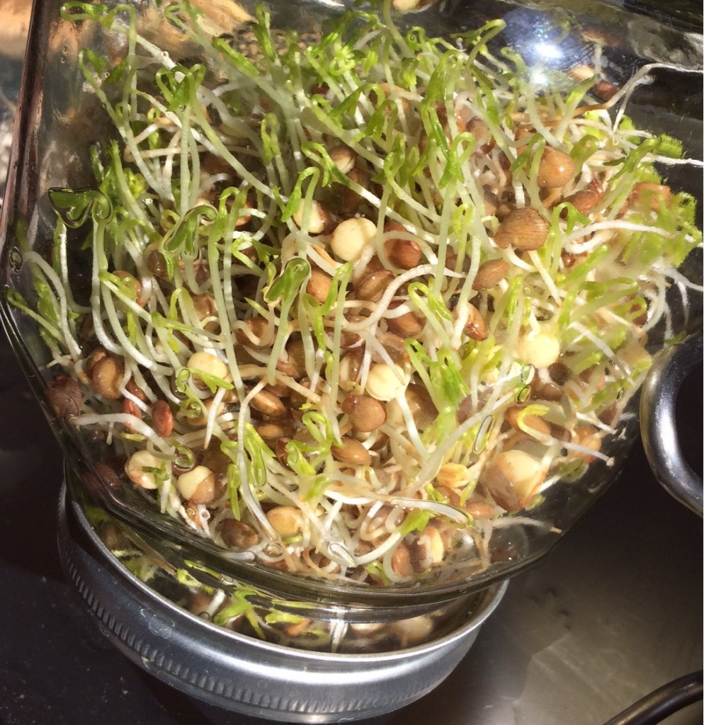 Küchentipps zum Frühlingsbeginn: Keimlinge und Sprossen selber ziehen ...